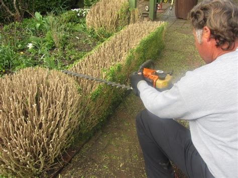 Pruning Boxwood Hedges Lord And Schryver Conservancy Blog In 2025