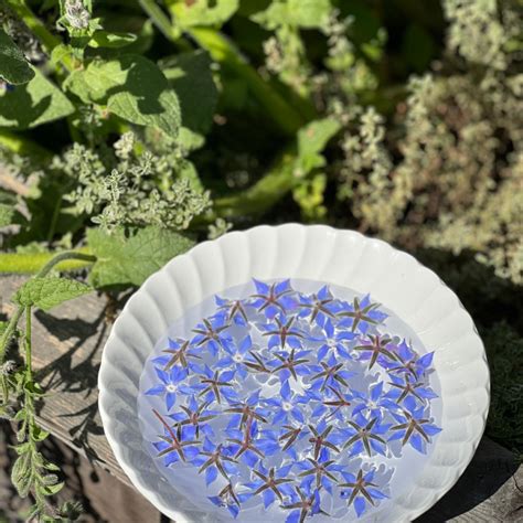 Make Your Own Borge Flower Essence A Farm To Keep