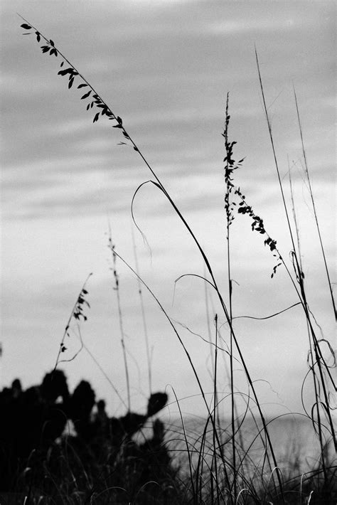 Dune Grass In Silhouette Ilsg