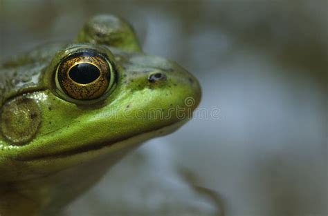 Bull Frog Profile Stock Image Image Of Marsh Natural 563877