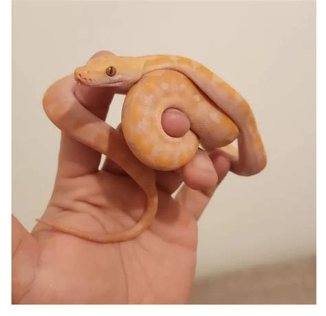 Help With Retic Morph Reticulated Pythons Morphmarket Reptile Community