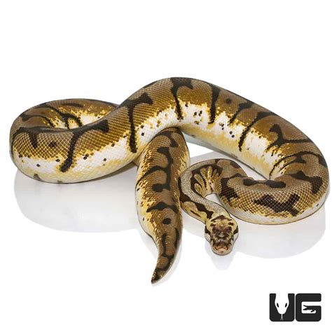 Bumble Bee Ball Python