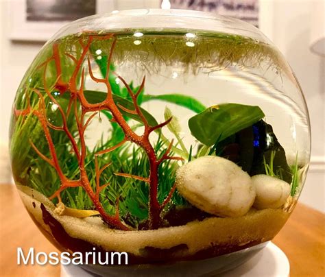 Custom Planted Snail Ecosphere With Nerite Snails Etsy