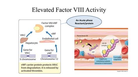 Hypercoagulable Statepptx