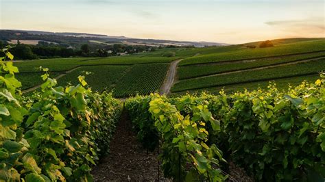 Vin Quelle Est La Différence Entre Cru Et Cuvée Rtbf Actus