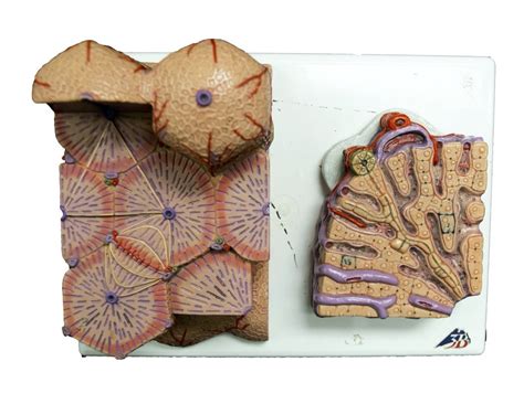 Liver Lobule Model Diagram Quizlet