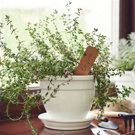 Where Does Thyme Grow Best Rural Mom
