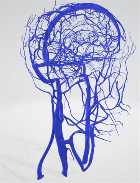 🧠 3d Head And Neck Vascular Anatomy Arteries Veins And
