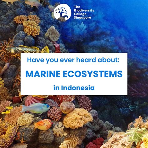 Conservation Ecosystems Marine Coastal Indonesia Biodiversity Sustainable Singapore