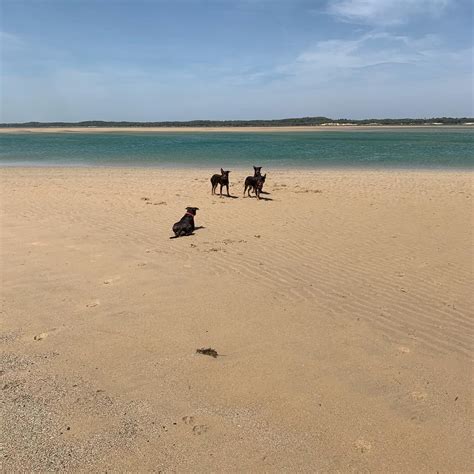Pea Peacocks Kelpie Stud Working Dog Training And Obedience