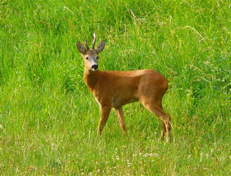 Chevreuil Chevreuil Animaux Et Cerf