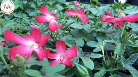 Vị Thuốc Sâm Bố Chính Sâm Thổ Hào Hibiscus Sagittifolius Trị Sốt Nóng