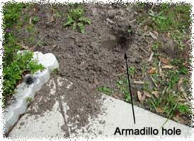 Armadillo Removal Control And Trapping