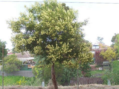 Acacia Negra Acacia Melanoxylon Árvore