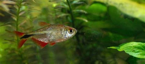 Buenos Aires Tetra 101 The Complete Care Guide