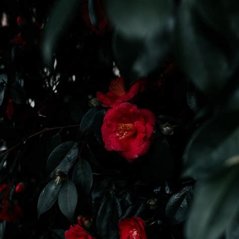Bush Flowers Red Plant Macro 4k Wallpaper Toppng