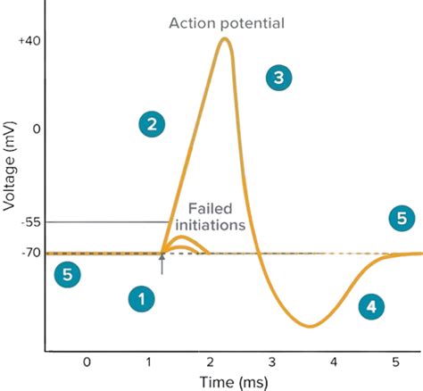 Action Potential Biology Of Organisms Diagram Quizlet