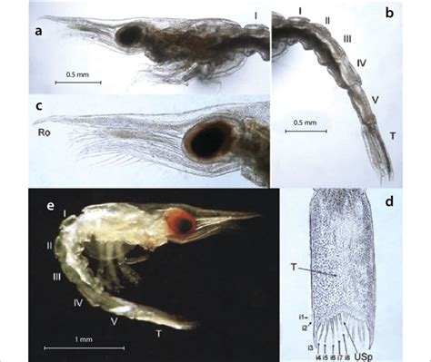 Laomedia Sp Zoea Iv A Lateral View Of Anterior Part B Lateral View