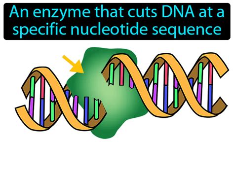 Restriction Enzyme Definition And Image Radience