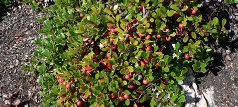 Uva Ursi Cura Pelas Plantas