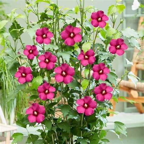 Hibiscus Flower Tower Ruby ® Vente En Ligne De Plants De Hibiscus