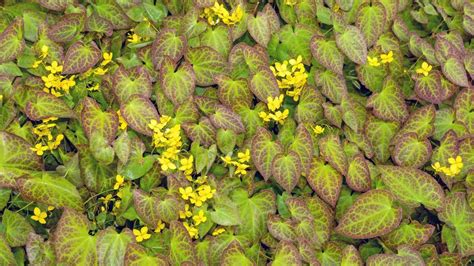 Exploring The Surprising Horny Goat Weed Benefits