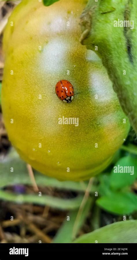 Nature Depiction At Its Finest In A Macro Shot Of A Ladybug Crawling