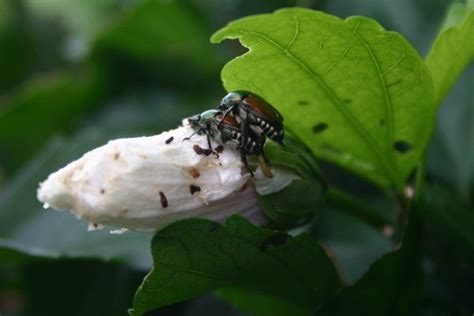 Bug Eating My Rose Of Sharon Thriftyfun
