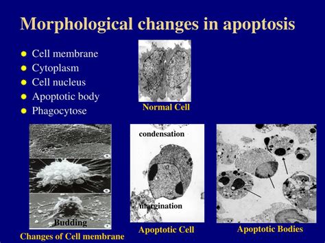 Ppt Apoptosis And Diseases Powerpoint Presentation Free Download Id3506457