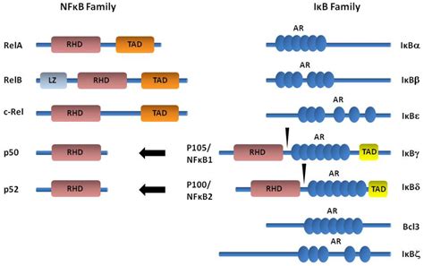 Biomolecules Special Issue Transcriptional Regulation Of Pro