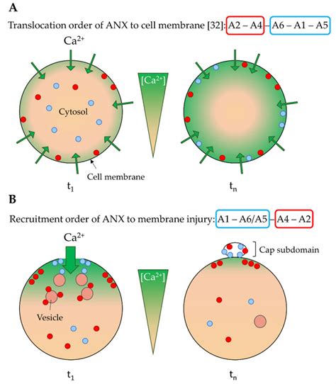 Model Of Cell Membrane Translocation And Recruitment To The Site Of