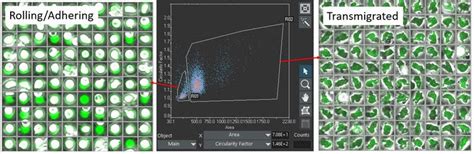 Label Free Transmigration Assay Using Scanr Truai For Self Learning