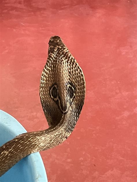 Snake Detection Object Detection Model By University Of Sri Jayewardenepura