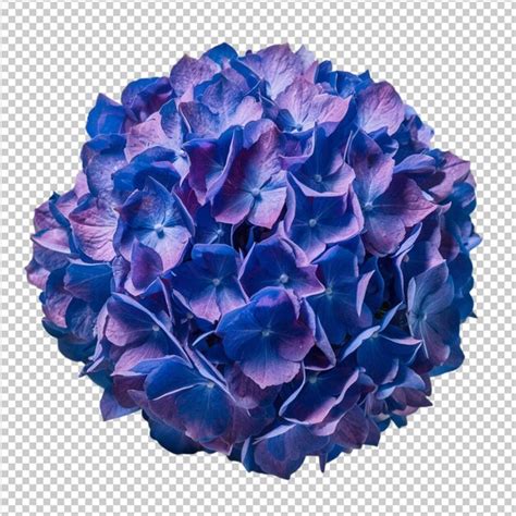 Blue Hydrangea Cluster On A White Backdrop Isolated Premium Ai