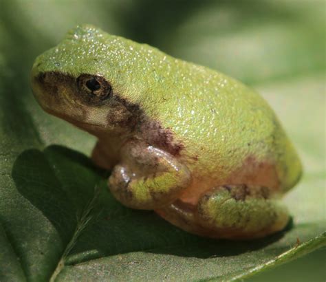 Ohio Birds And Biodiversity Chameleon Frog