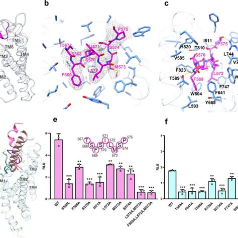 Pdf Structural Basis Of Adhesion Gpcr Gpr110 Activation By Stalk Peptide And G Proteins Coupling