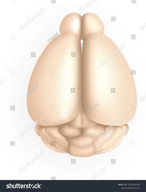 Schematic Top View Mouse Brain Stock Illustration 2267052265 Shutterstock