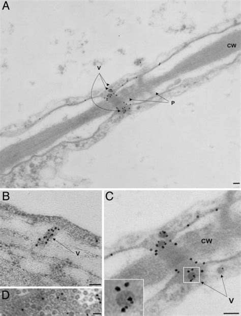 Vap And Mp Colocalize In Modified Plasmodesmata Electron Micrographs