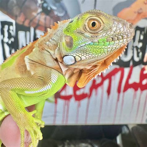 Iguanas For Sale Red Greens And Blues Underground Reptiles