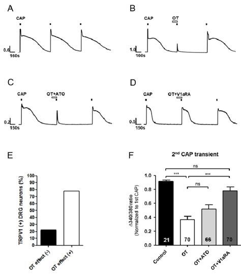 Oxytocin Induced Decrease In Capsaicin Induced Calcium Transients In Download Scientific