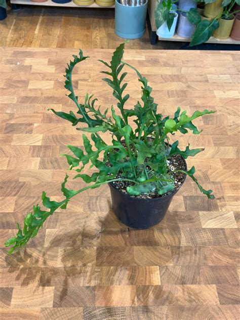 Lecanopteris Luzonensis Ant Fern Lost In The Forrest