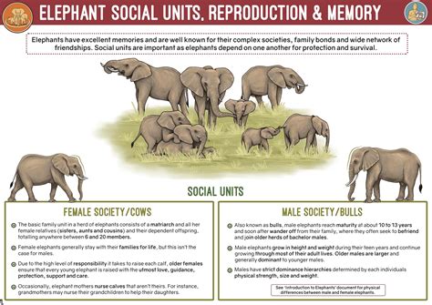 Elephants Social Units Reproduction And Memory By Save The Elephants