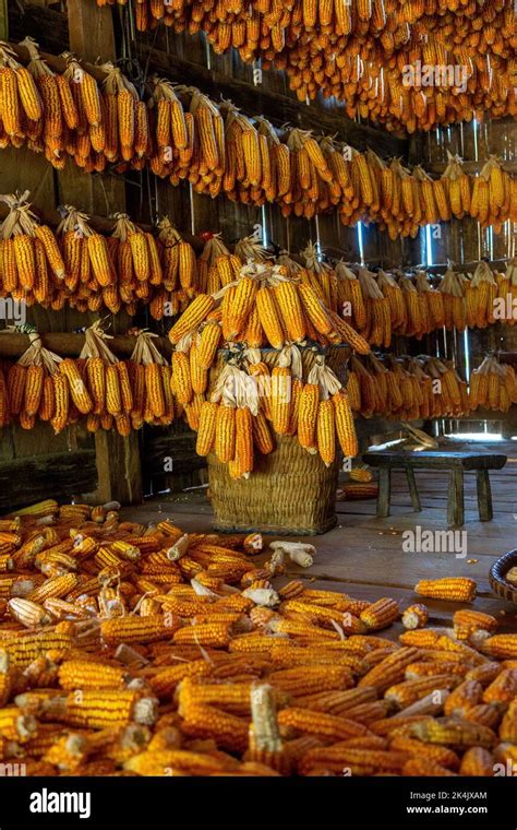 Dried Corn Hang On Ceiling Wooden Pavilion After Date Of Harvest Corn On A Fall Morning In Mu