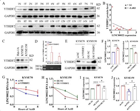 Fto Induced Epigenetic Up Regulation Of Linc00022 Is Ythdf2 Dependent