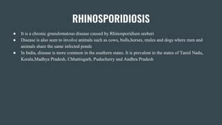 Rhinosporidiosispptx