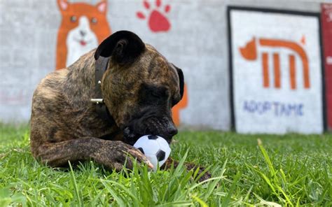 Fotos Conoce A Cuco El Perrito De 3 Patitas Rescatado En El Metro