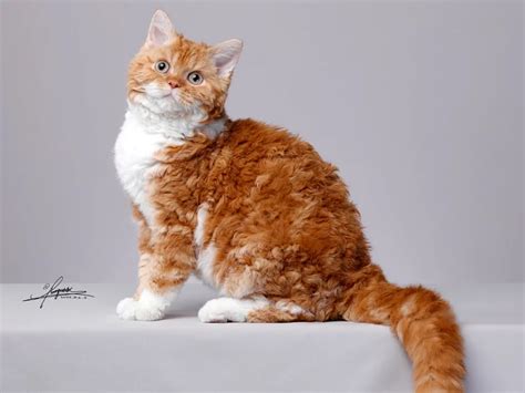 Selkirk Rex Cfa