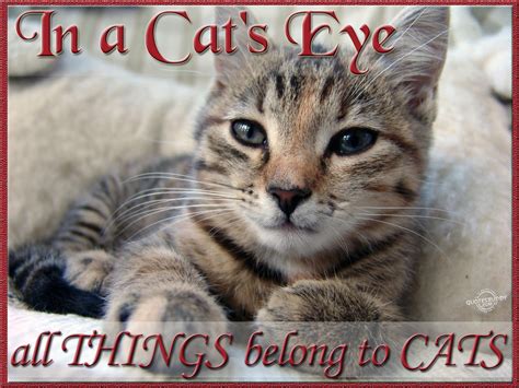Cool Cat Quotes Quotesgram