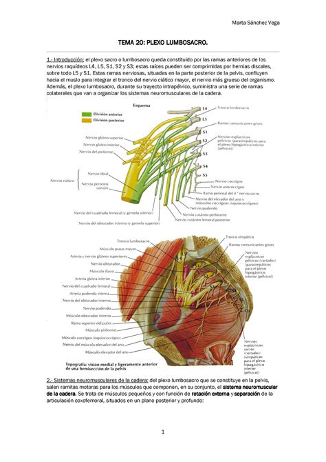 Tema 20 Plexo Lumbosacro Warning Tt Undefined Function 32 Tema 20