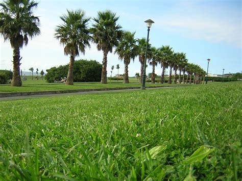 Lie Down On The Grass Please Free Photo Download Freeimages